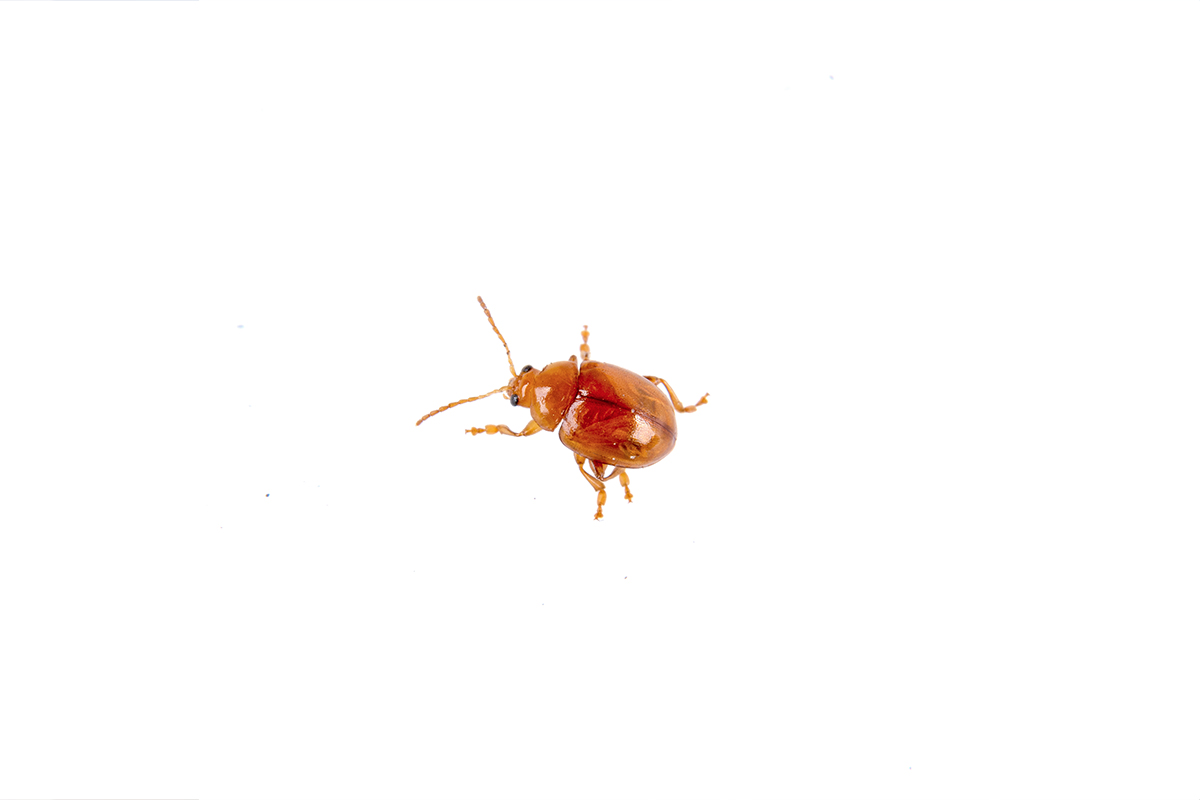 When the Bugs Hitchhike: Using Entomology to Defeat Bed Bug ...